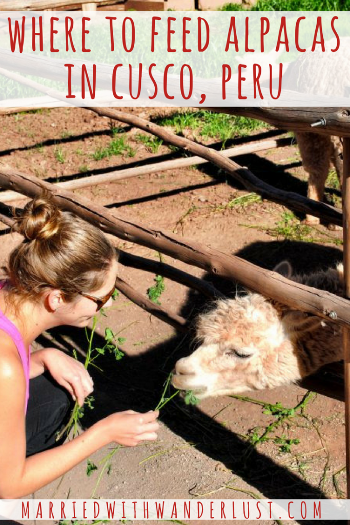 Visiting the Alpaca Farm in Cusco, Peru - Married with Wanderlust