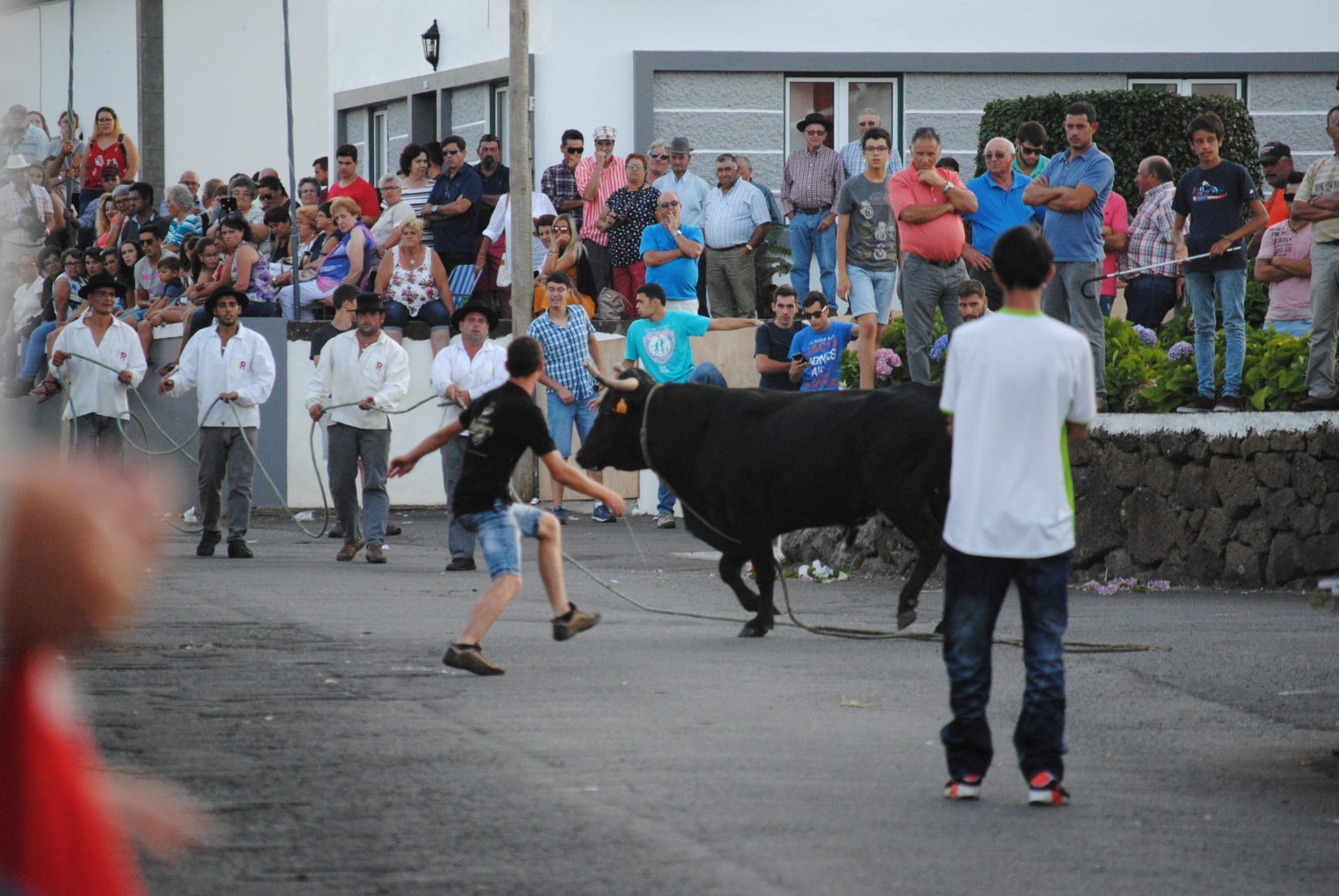 Bull Running on Terceira Island: An Azores Tradition - Married with ...